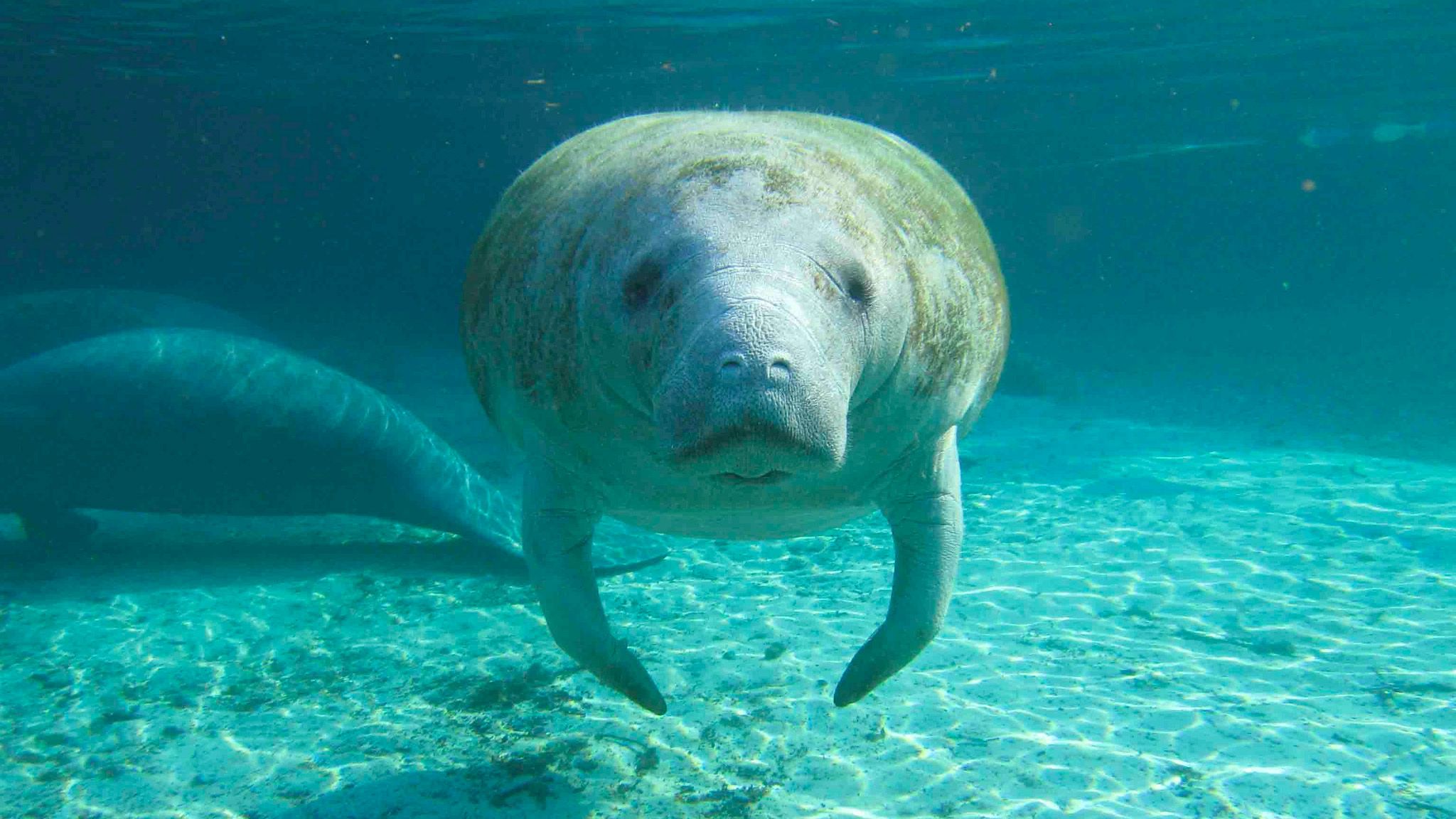 Florida manatee with 'Trump' scraped into back spurs a federal ...