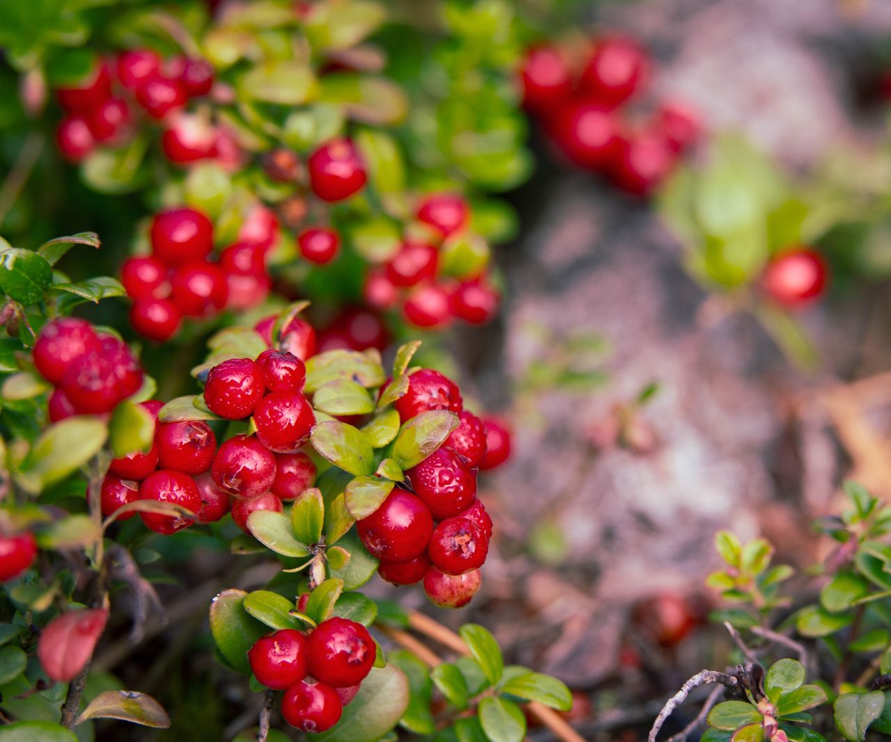 How to grow lingonberry shrubs: for evergreen ground cover | Homes and ...