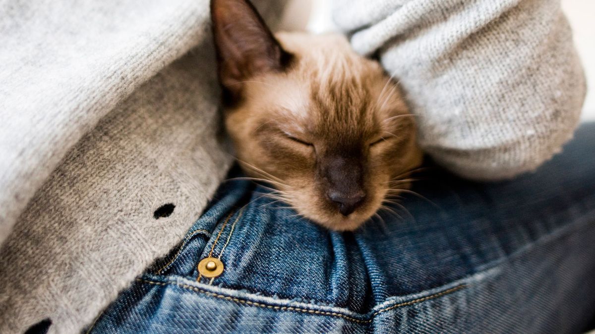 32 reasons cats are the perfect companions | PetsRadar