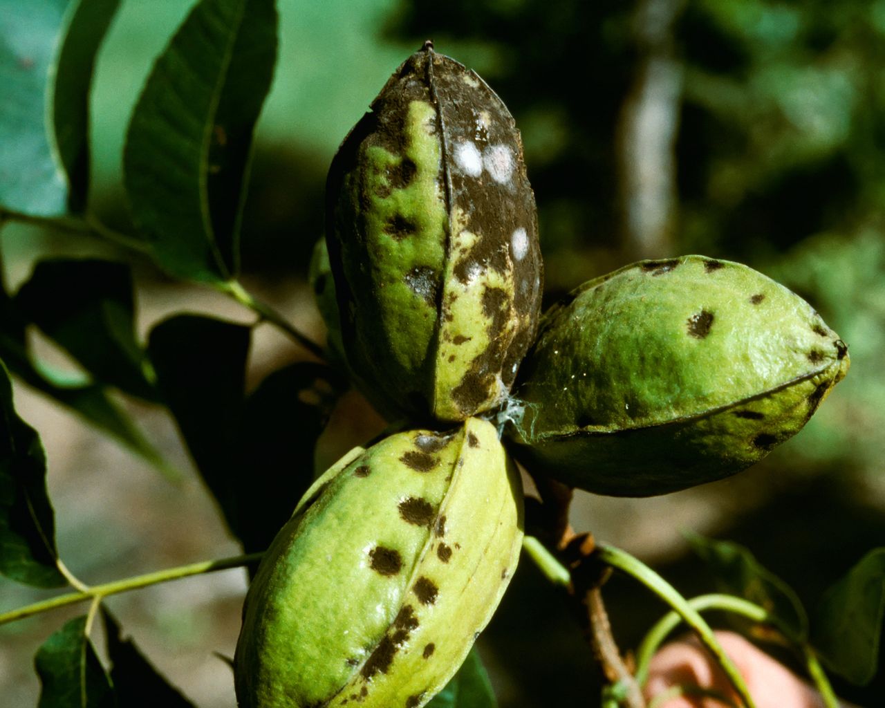 Pecan tree care and growing guide: expert tips for success | Gardeningetc