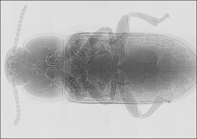 More Oxygen Could Make Giant Bugs | Live Science