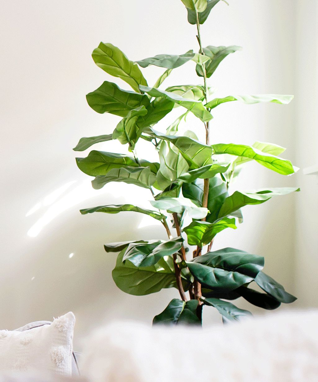 8 common fiddle leaf fig problems: tips on how to solve them | Homes ...