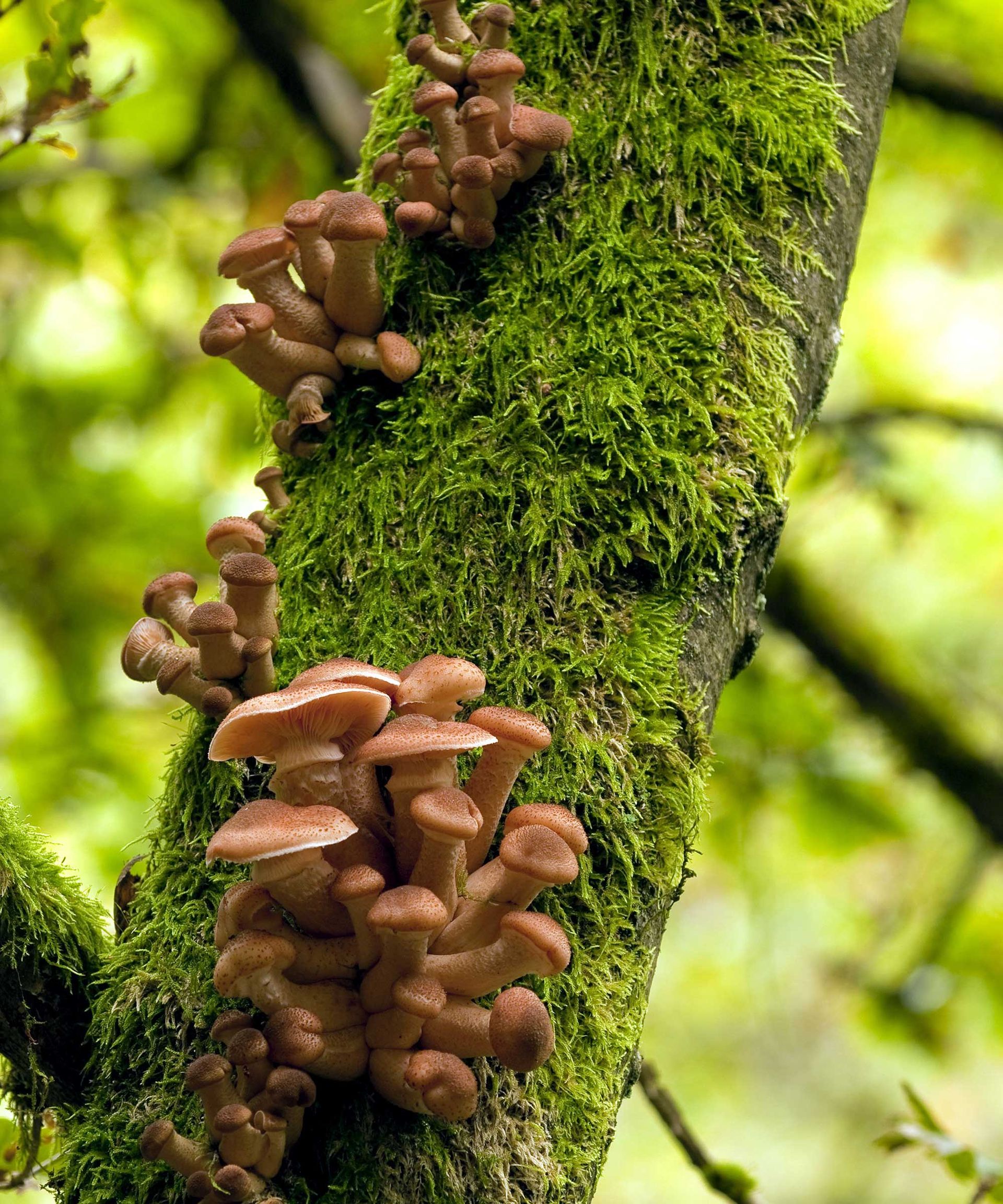 Honey fungus: what is it and how to tackle it | Gardeningetc