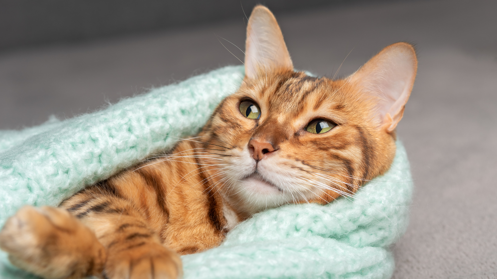 Do cats get cold? How cold is too cold for cats in winter | PetsRadar
