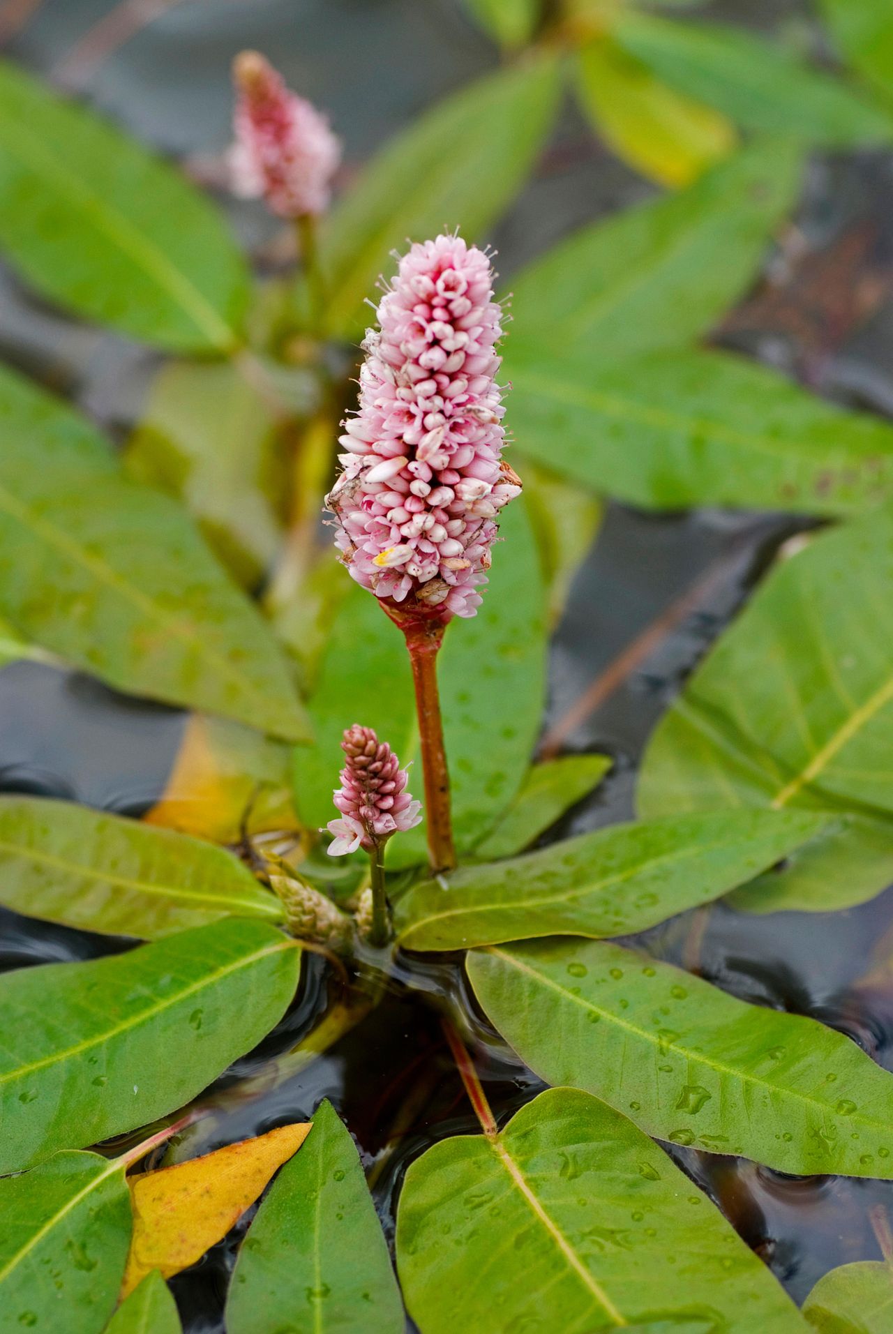 Best pond plants: keep your pond healthy and looking beautiful ...