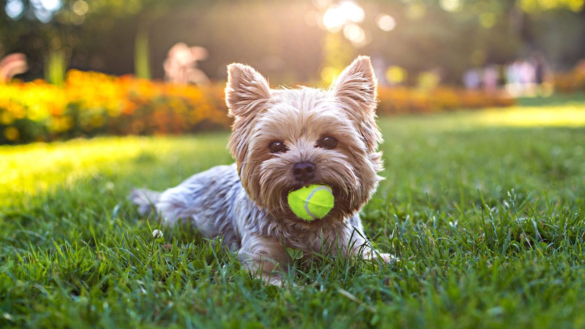 32 toy dog breeds | PetsRadar