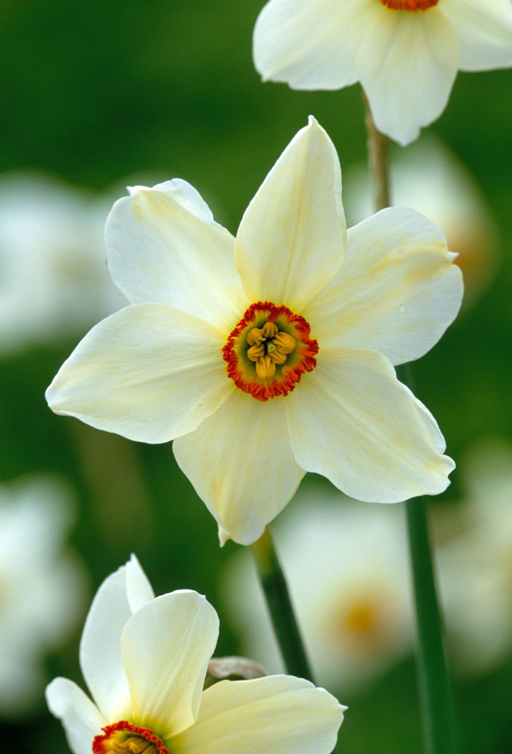 How to plant daffodil bulbs according to 3 gardening experts | Real Homes