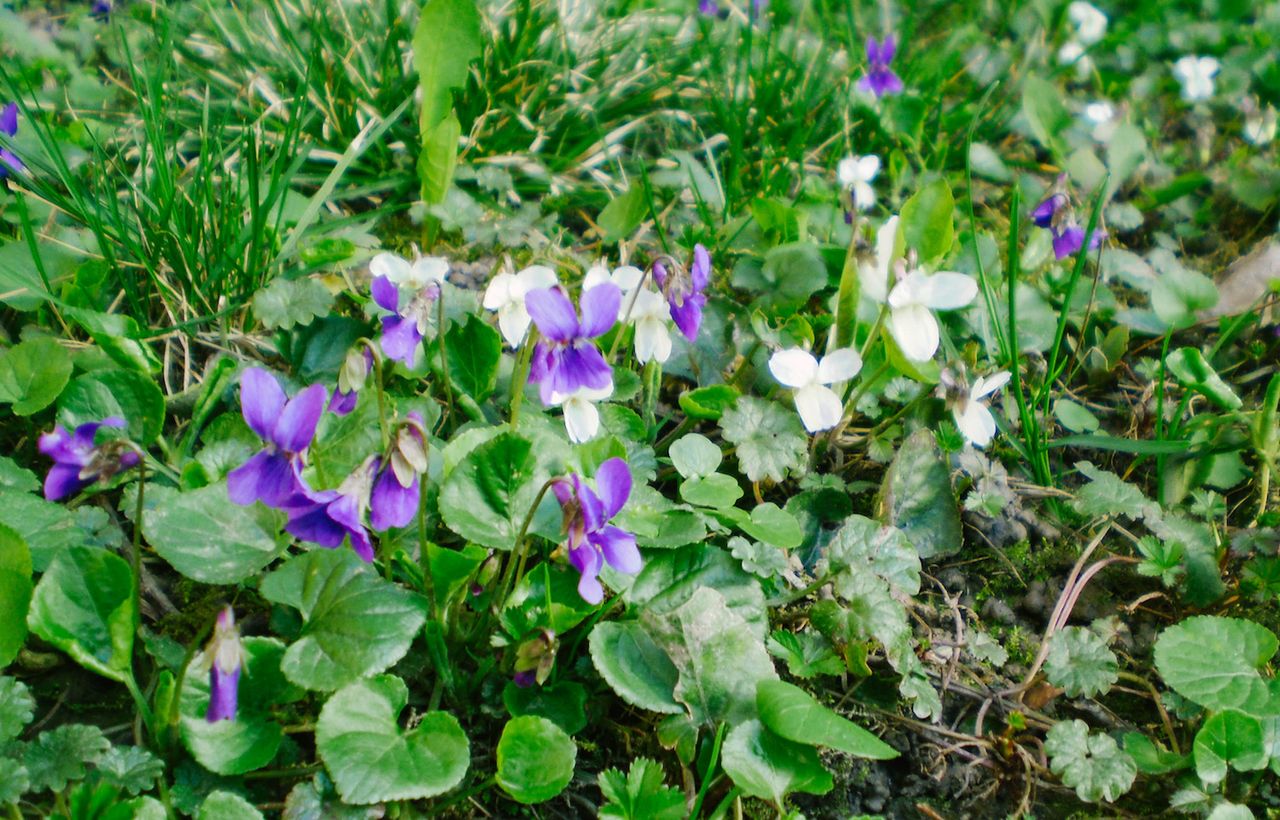 How to Create a Forest Garden | Livingetc