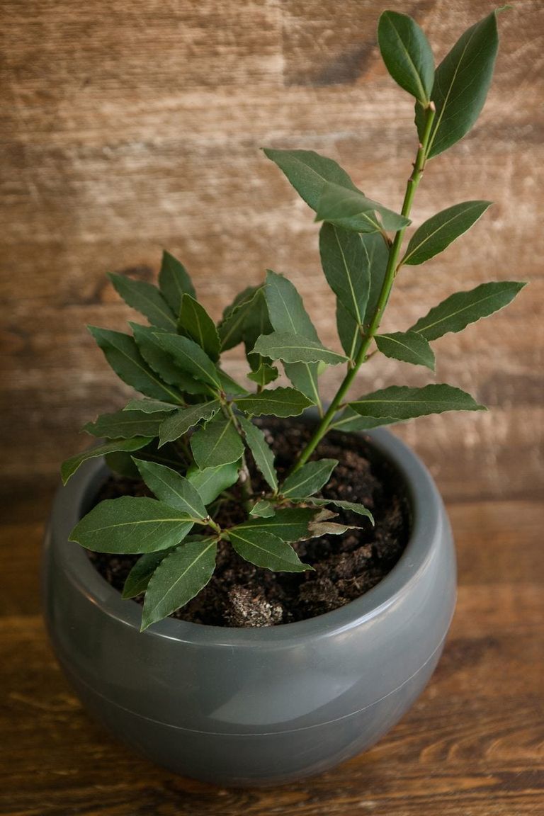 Growing A Bay Tree From Cuttings: Learn How To Propagate Bay Cuttings ...