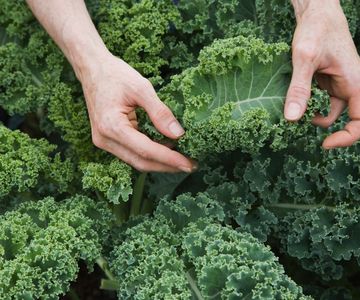 How to grow kale in pots - expert tips for great harvests | Homes and ...