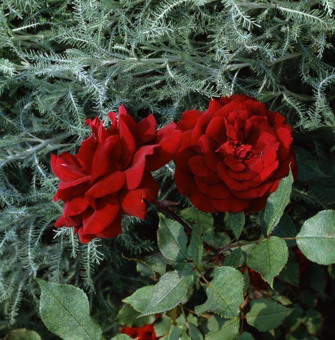 Ultimate guide to growing roses: What to plant, where to plant it, and ...