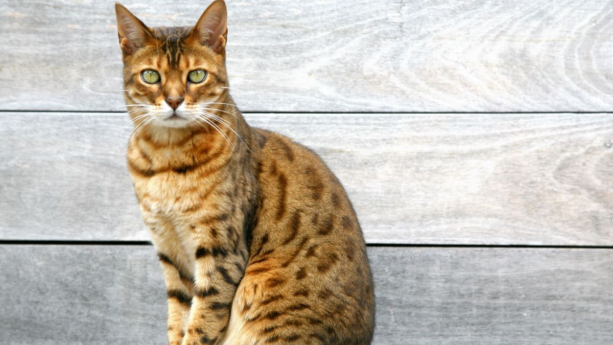 32 easiest cat breeds to train | PetsRadar