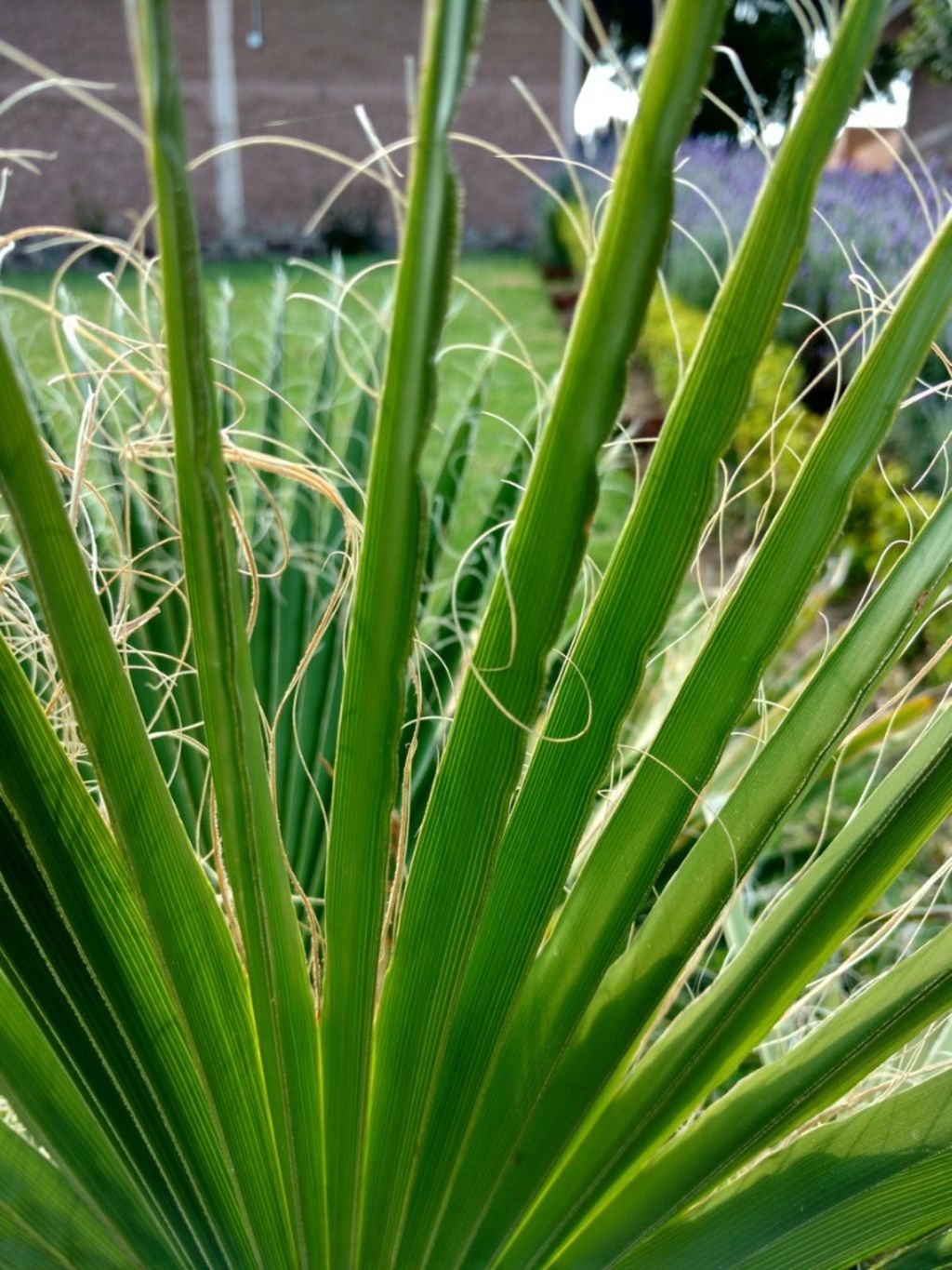 Blue Yucca Info : Tips For Blue Yucca Care In The Garden | Gardening ...