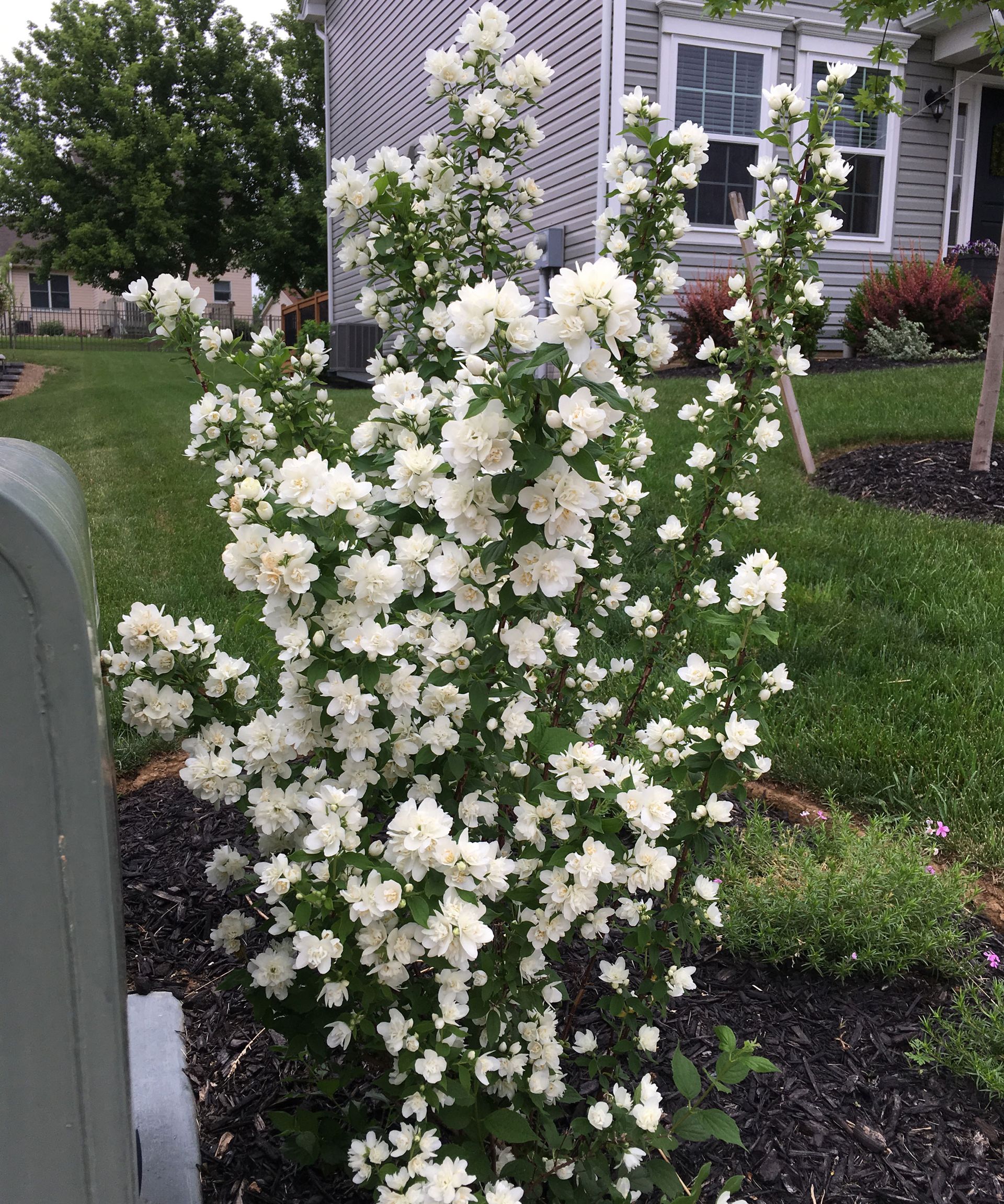 Mock orange varieties: 15 stunning types of philadelphus | Gardeningetc