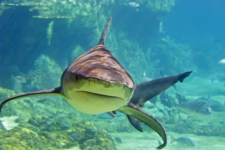 Google's underwater fiber-optic cables are being mauled by sharks | The ...