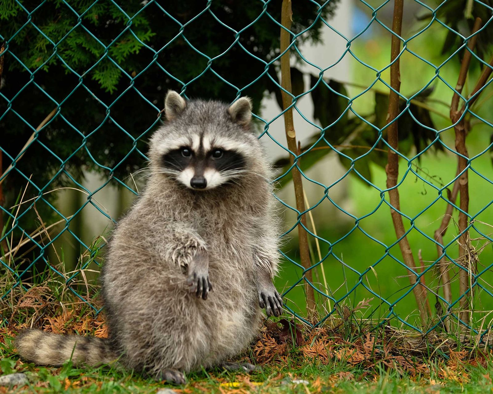 How to get rid of raccoons in your yard: 5 ways to try | Gardeningetc
