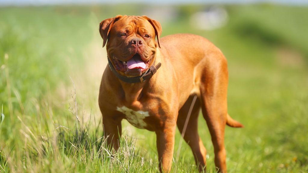11 different types of Mastiff breeds from across the world | PetsRadar