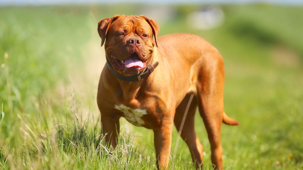 11 different types of Mastiff breeds from across the world | PetsRadar