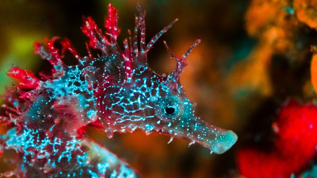 The world's most unique and colourful sea creatures - in pictures ...