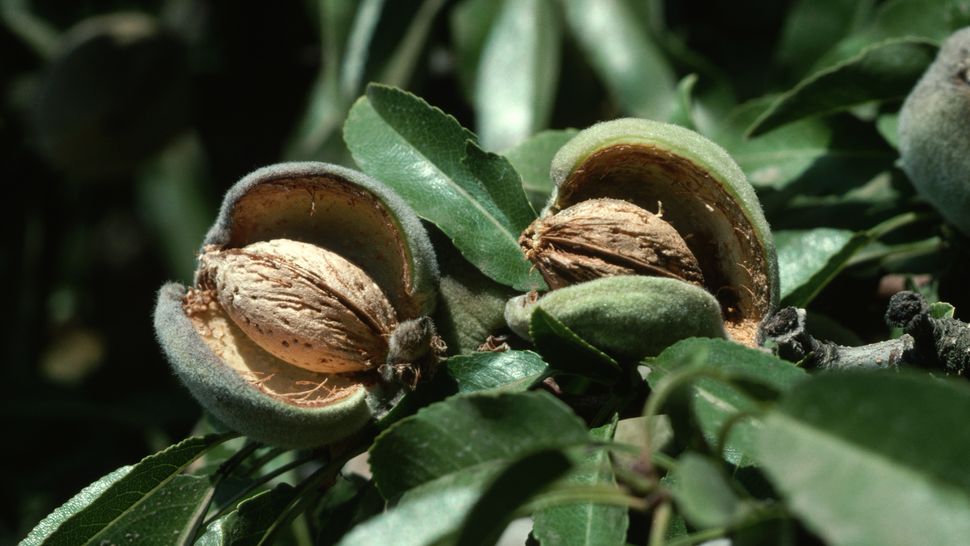 Why aren't peanuts, pecans and almonds real nuts? | Live Science