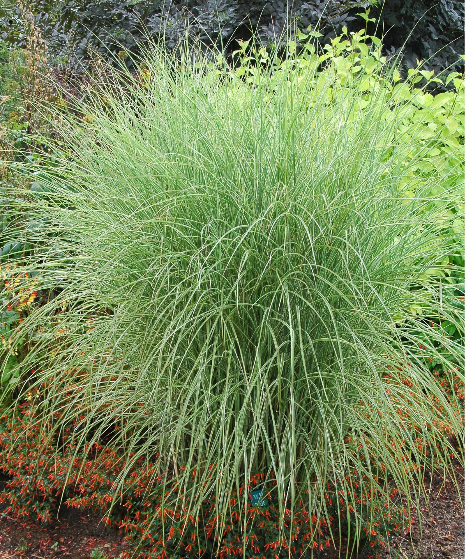 Best grasses for containers: 5 top choices for pots | Homes and Gardens