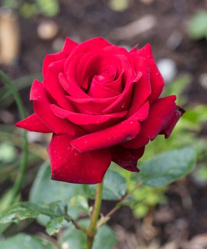 Repeat-flowering roses: 15 choices for blooms all summer | Gardeningetc