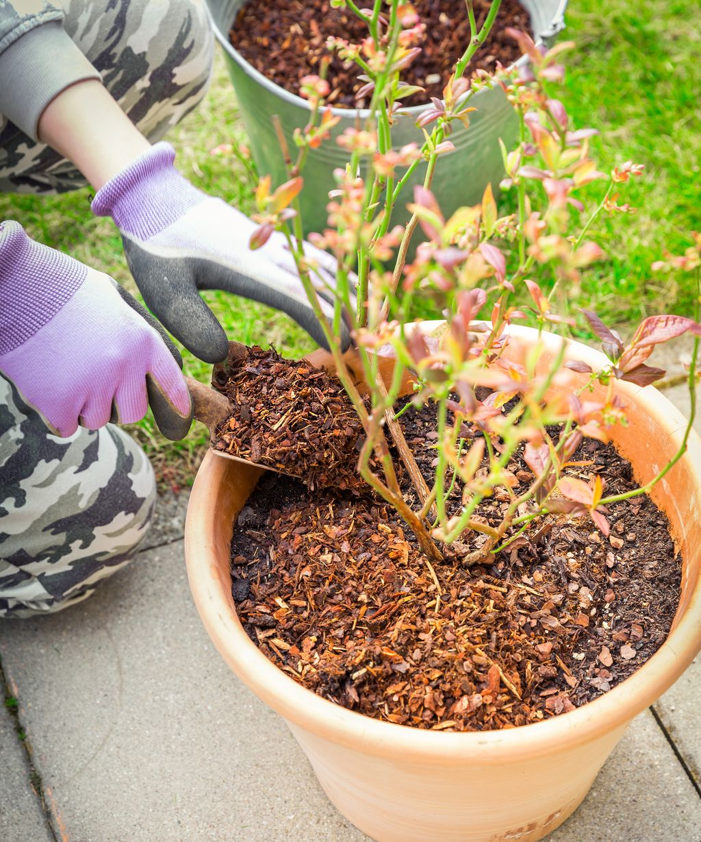 7 Mulching Mistakes To Avoid If You Want Healthier Plants | Gardening ...