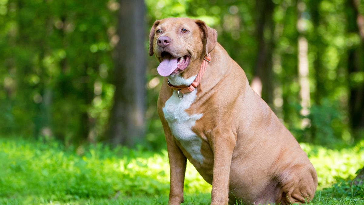 Obesity in dogs: Vet’s guide to signs, risks, and treatment | PetsRadar