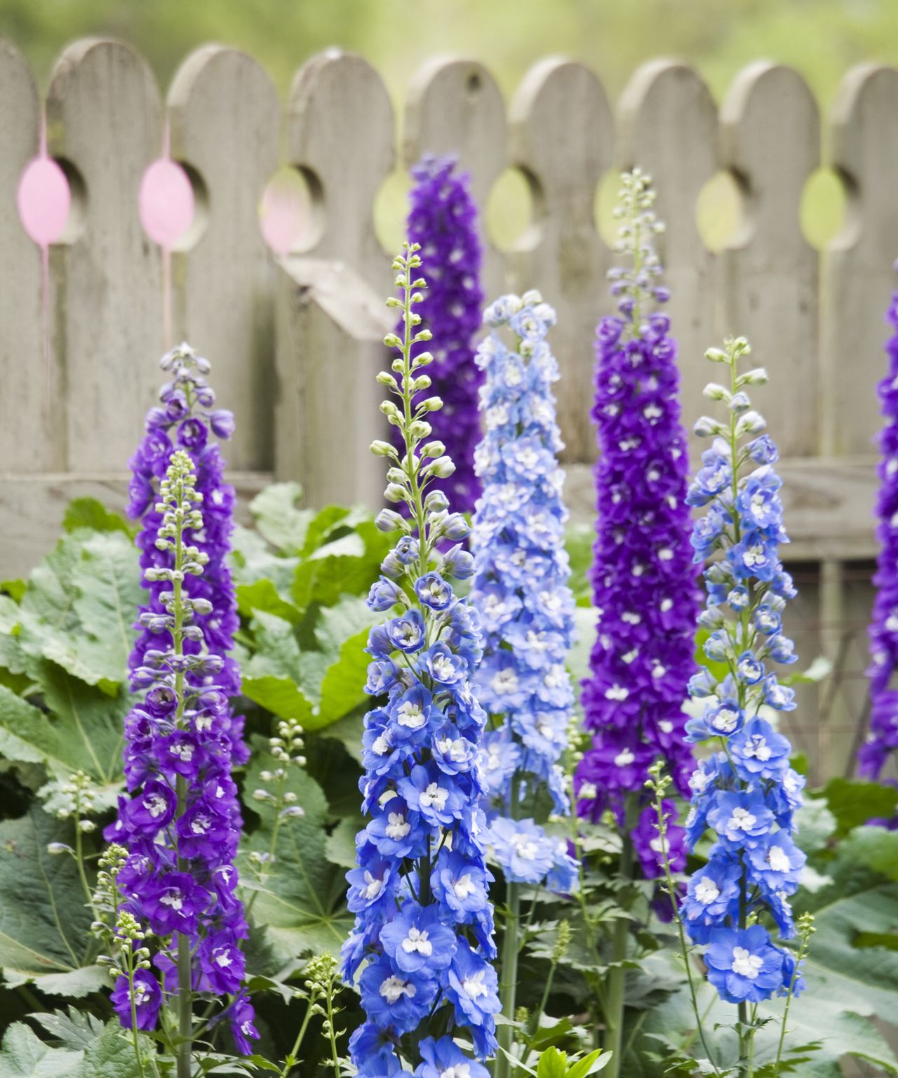 How to cut back delphiniums | Homes and Gardens
