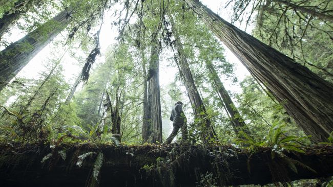 Best hikes in Redwood National Park: from tall trees to rugged ...