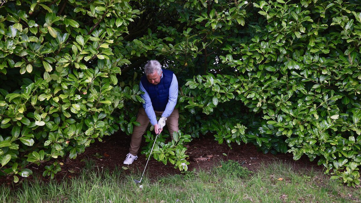 Do I Have To Drop A Ball In A Bush If It's The Nearest Point Of ...