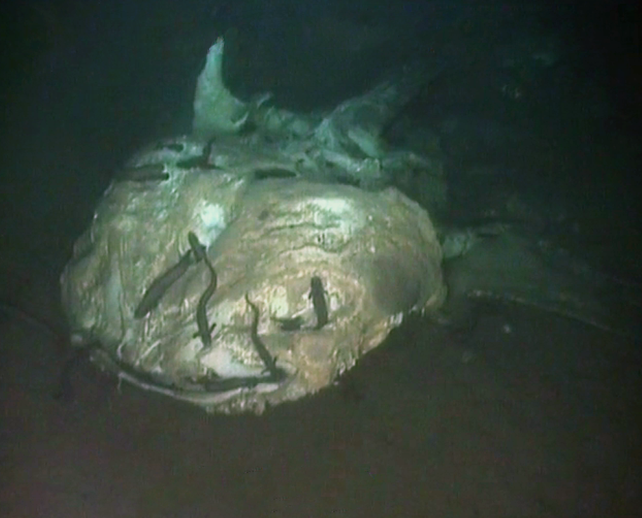 4 Rare Undersea Boneyards Discovered | Live Science