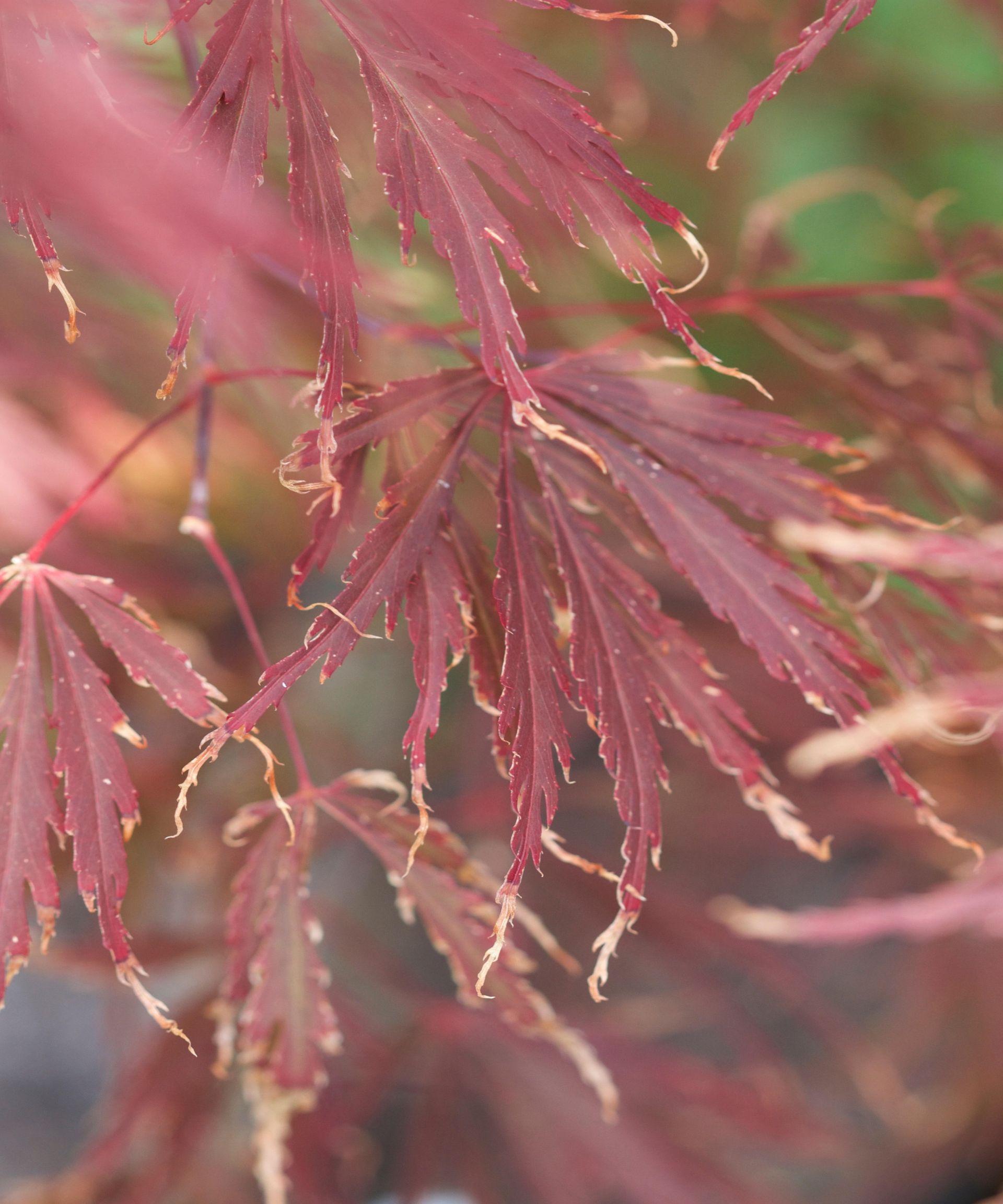 9 tree mistakes to avoid | Homes and Gardens