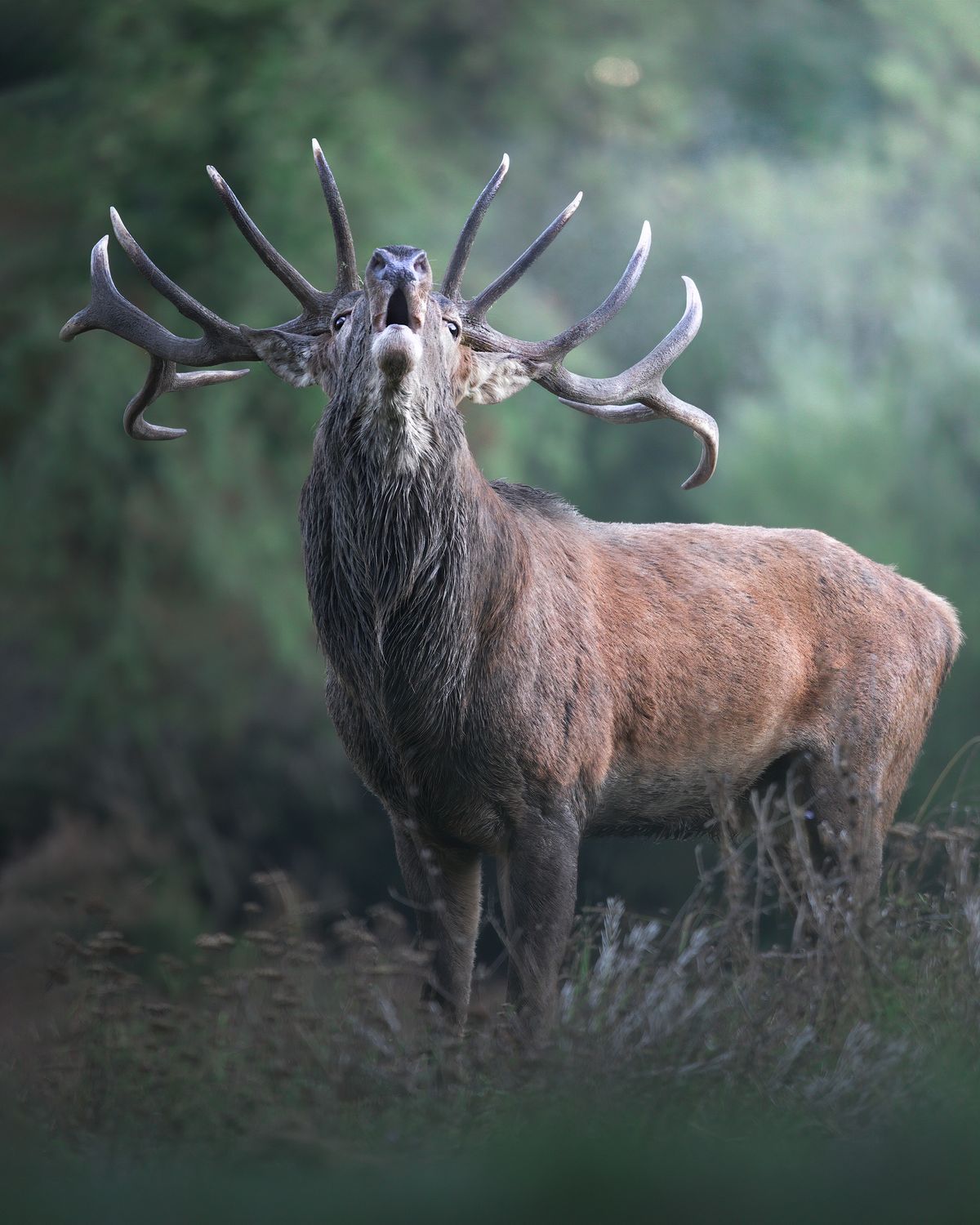 Wildlife photographer Sharon Vanadia shares her story and Canon camera ...