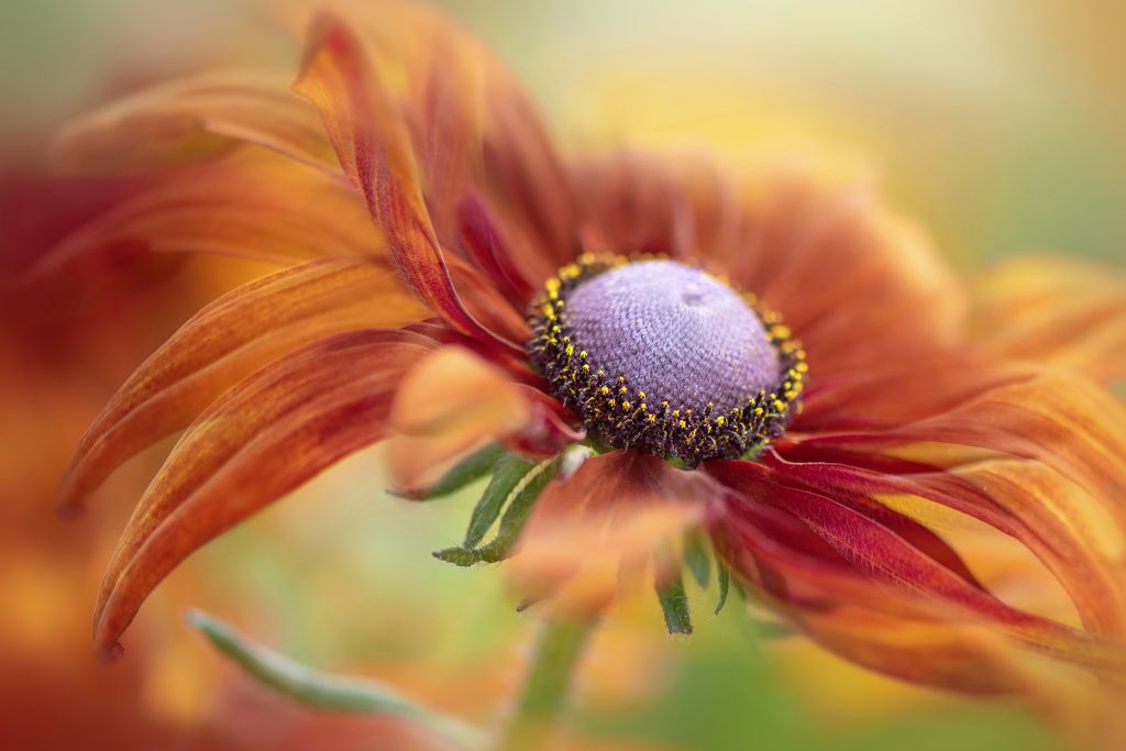 Show off your photographic flower power | Digital Camera World