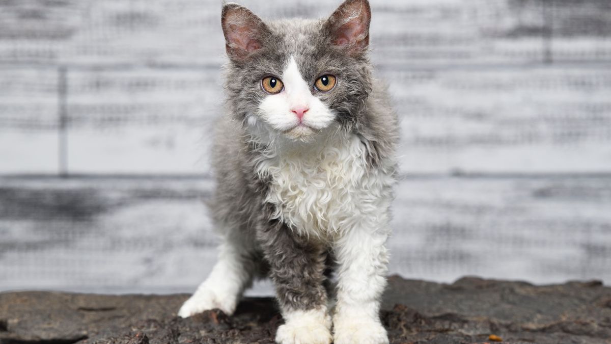 32 low energy cat breeds for owners who just want to chill | PetsRadar