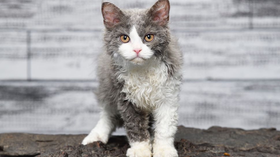 32 low energy cat breeds for owners who just want to chill | PetsRadar