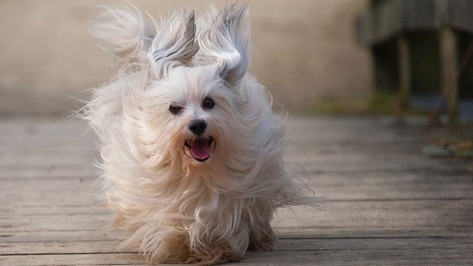 32 toy dog breeds | PetsRadar