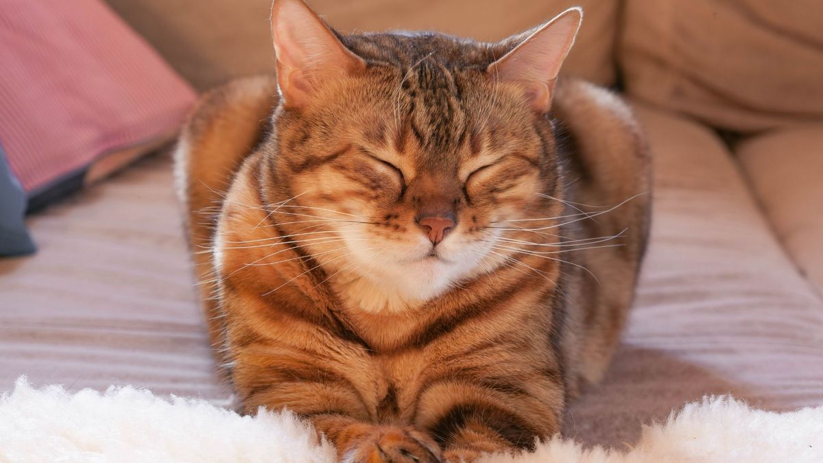 10 fascinating cat facts from an expert feline behaviorist | PetsRadar