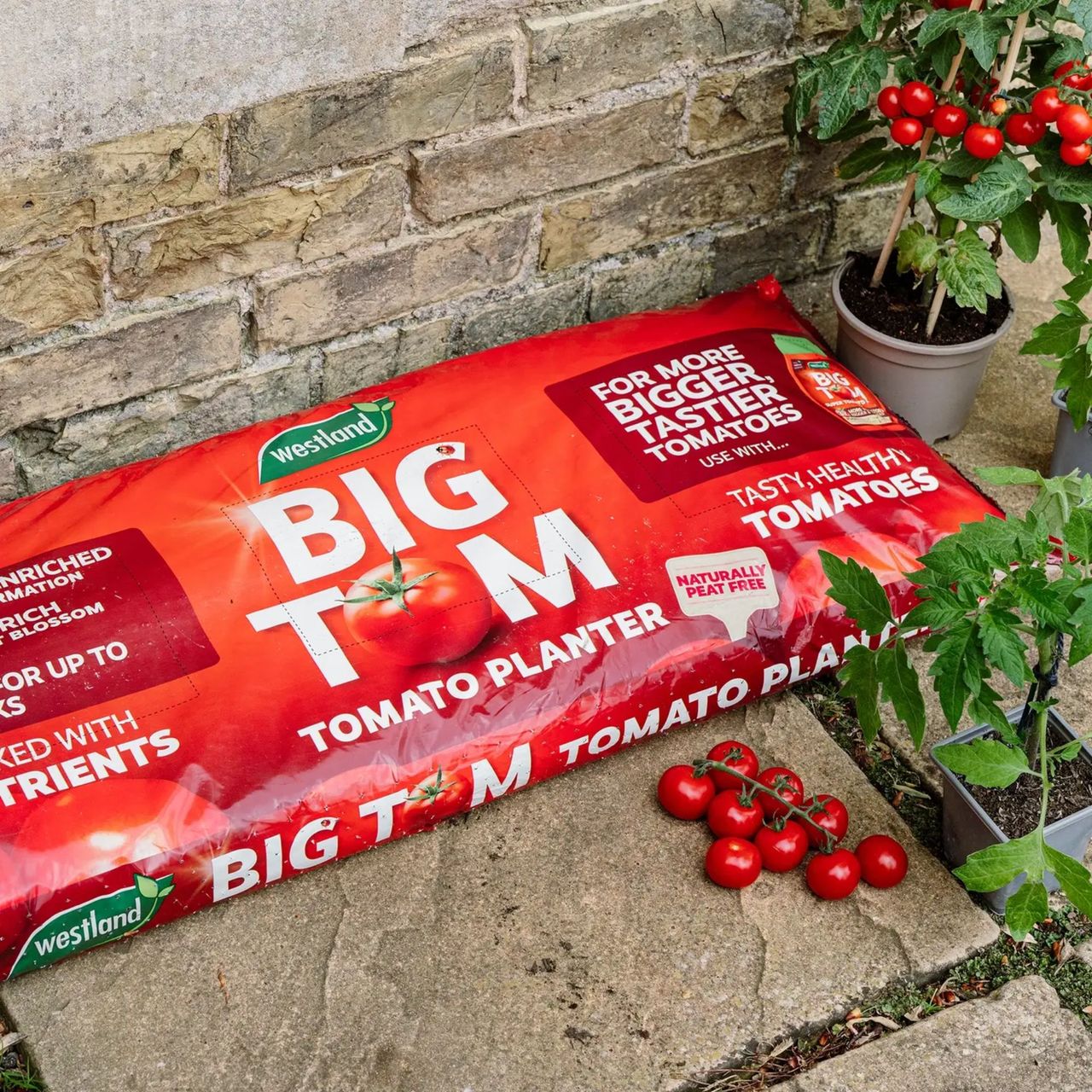 Growing tomatoes in grow bags – a step-by-step guide | Ideal Home