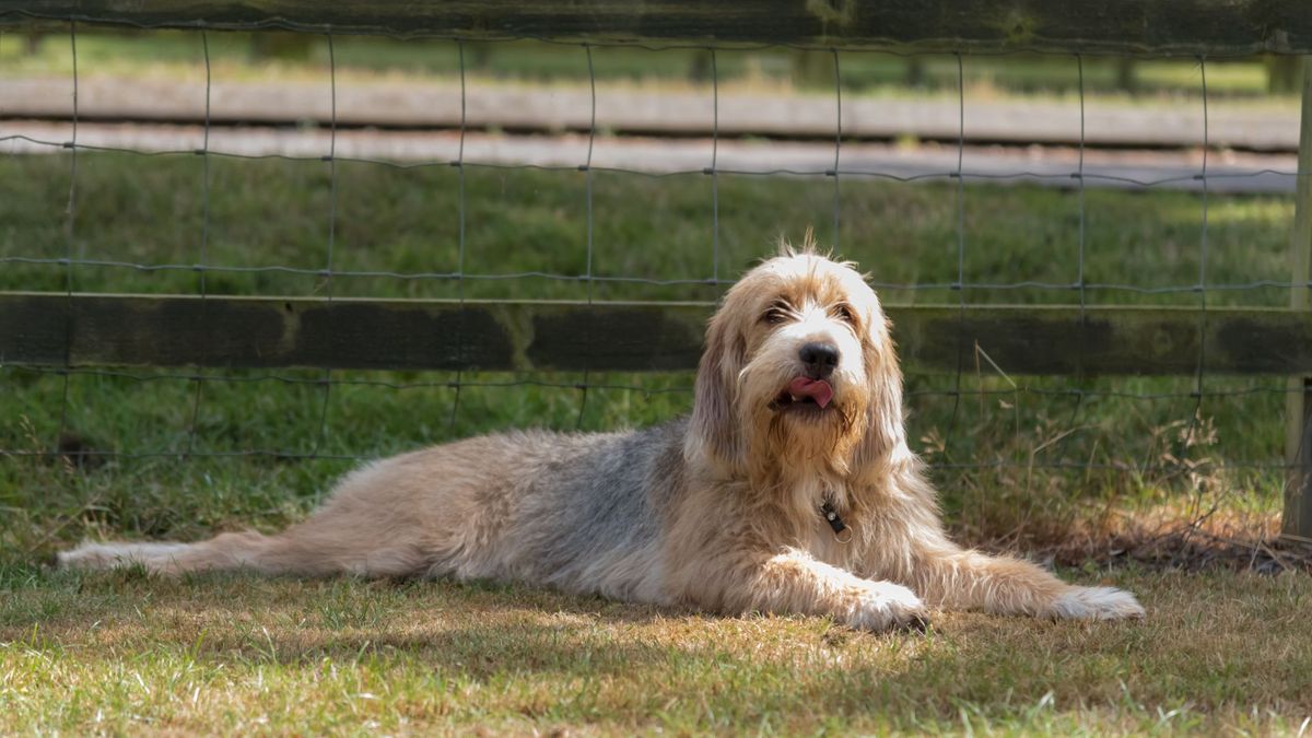 Hound dog breeds: 19 varieties and breed information | PetsRadar