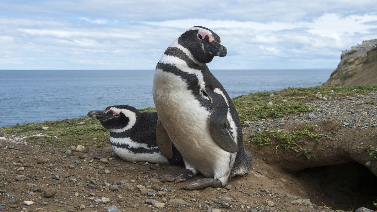 Are penguins really monogamous? | Live Science