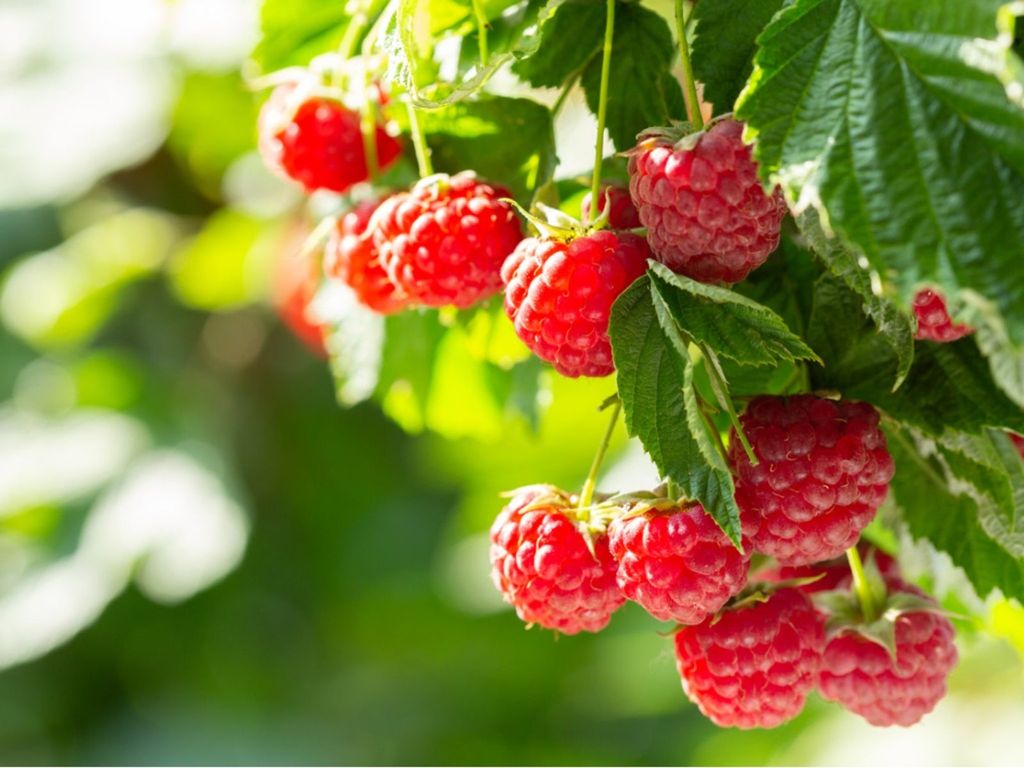 Trailing And Erect Raspberry Differences: Trailing And Erect ...