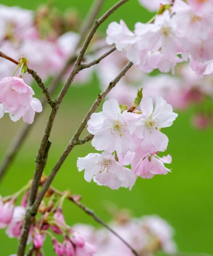 Best spring flowering plants: 25 picks for seasonal blooms | Gardeningetc