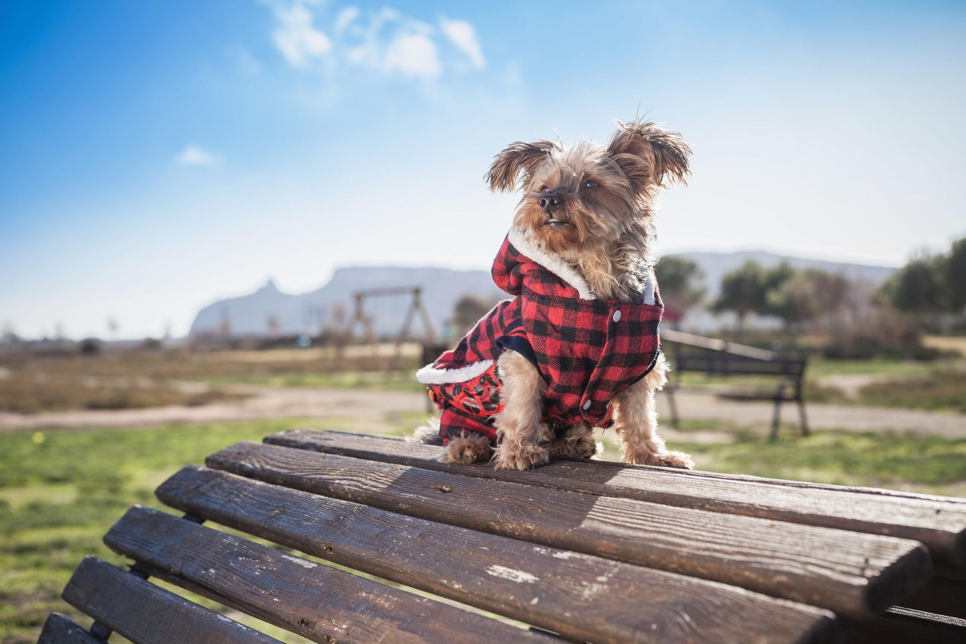 It’s all the rage: the new craze that’s taken pet-lovers by storm ...