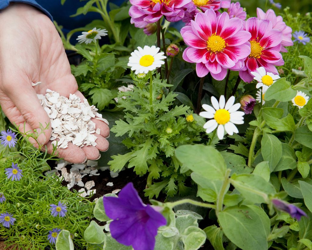 Marguerites care and growing guide: expert tips for success | Gardeningetc