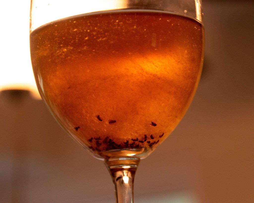 How to get rid of fruit flies: practical advice for deterring these ...