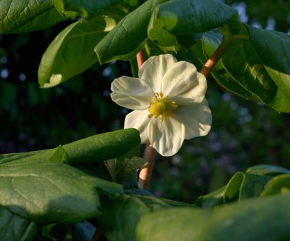 Spring-flowering plants: 11 bright and beautiful picks | Homes and Gardens