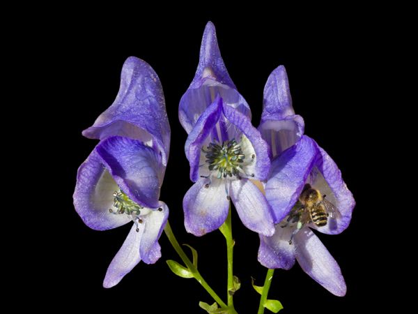 Naughty by Nature: The Most Disgusting and Deadly Flowers | Live Science
