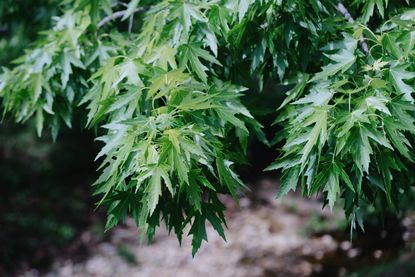 5 Types of Popular Maple Trees to Plant in Your Yard | Livingetc